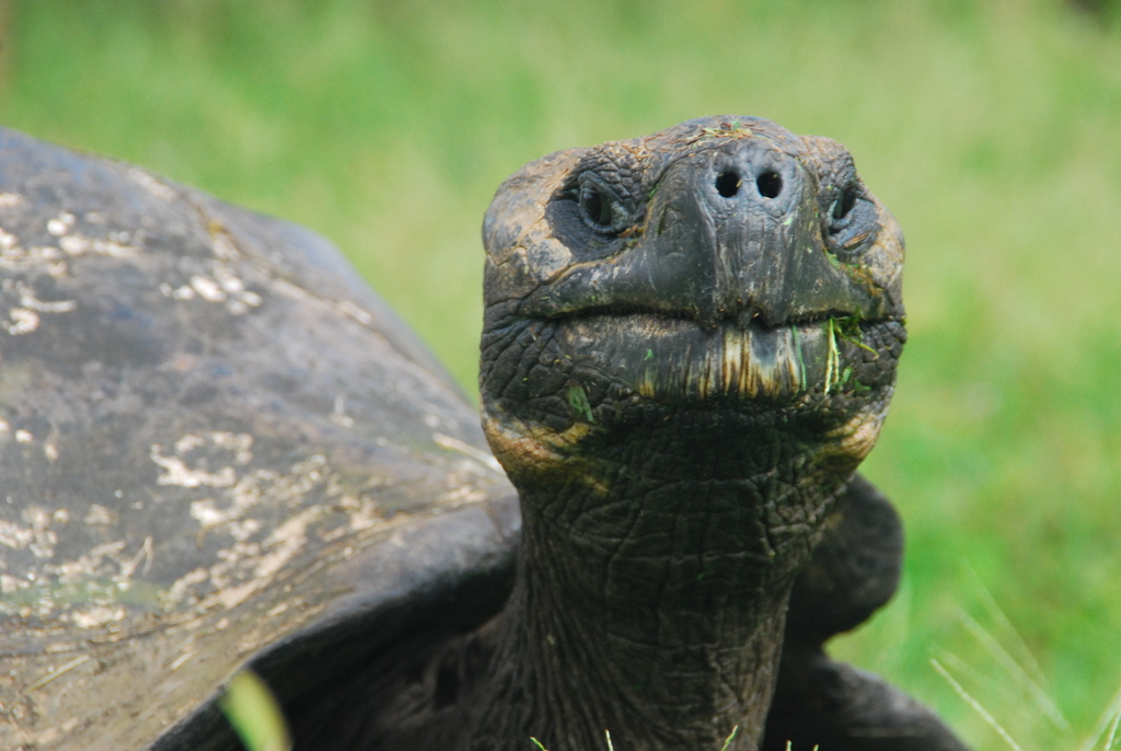 Giant Tortoise Close Up – Lives of Wander