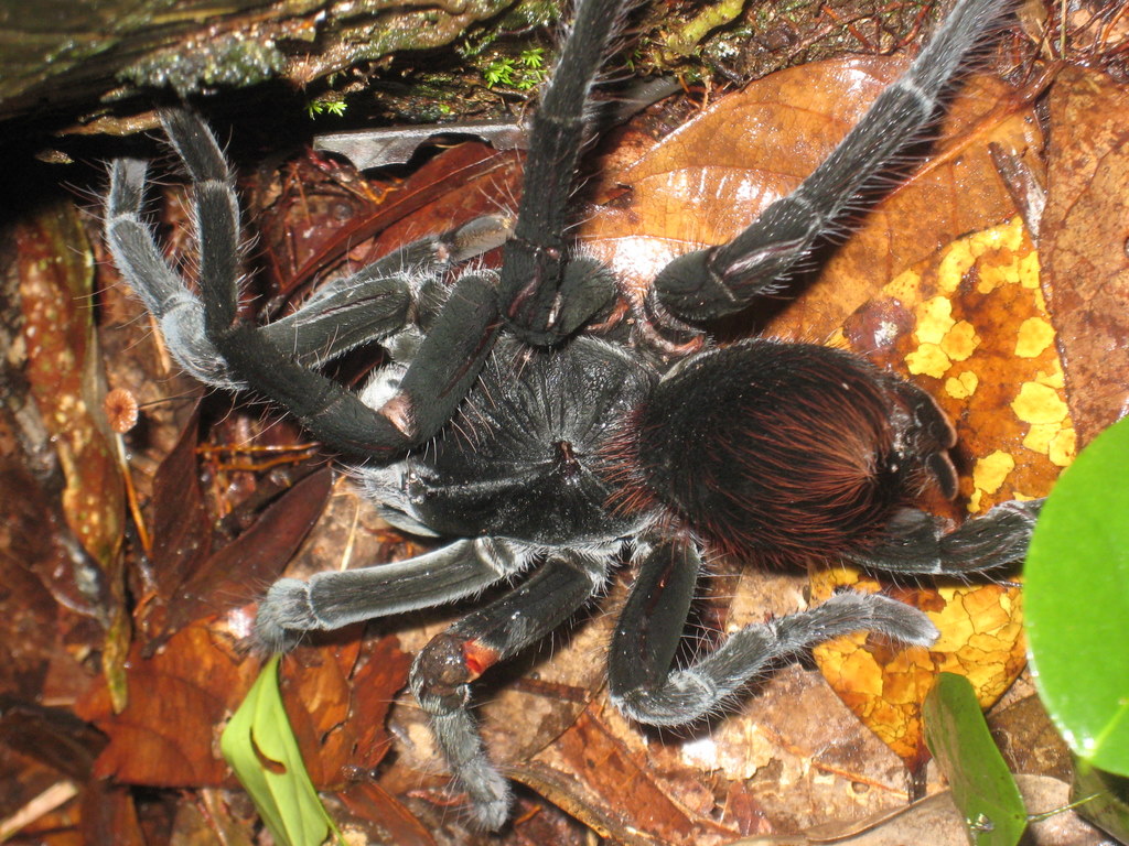 Goliath Tarantula – Lives of Wander